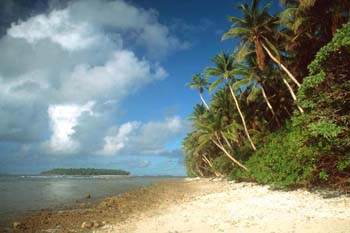Artificial Palm Tree Resource: Natural Habitat of Palm Trees